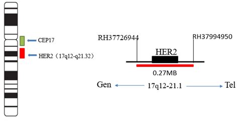 产品服务 Dna Fish Rna Fish 原位杂交 Ivd 空间组 新一代病理技术 Fish 鲲羽生物科技有限公司