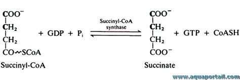 Succinyl Coa Définition Et Explications