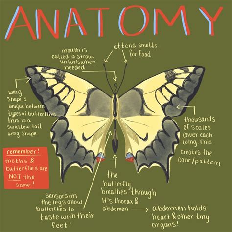 Anatomy Of A Butterfly 🦋 In 2025 Insect Anatomy Anatomy Types Of