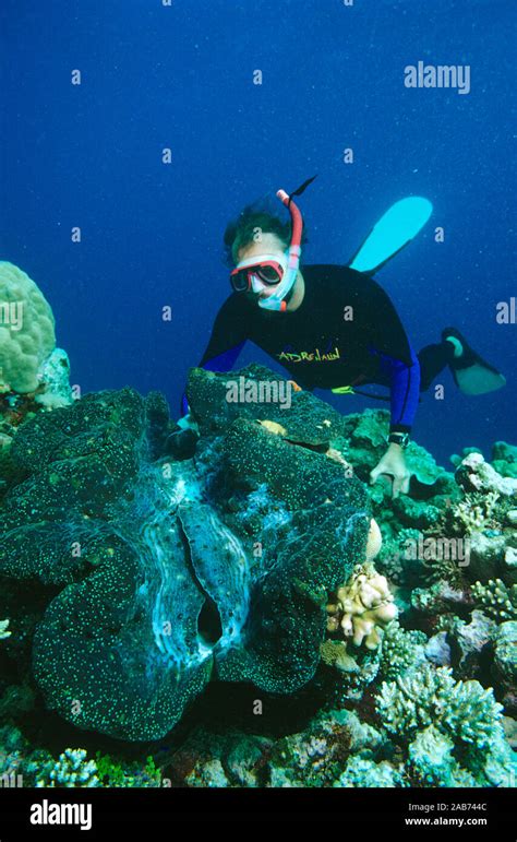 Giant Clam Tridacna Gigas The Largest Bivalve With A Diver Great