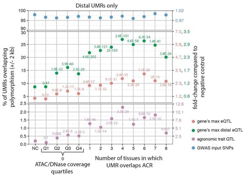 5 Proportions Of Distal Umrs Overlapping Qtl Shown Here Are Distal