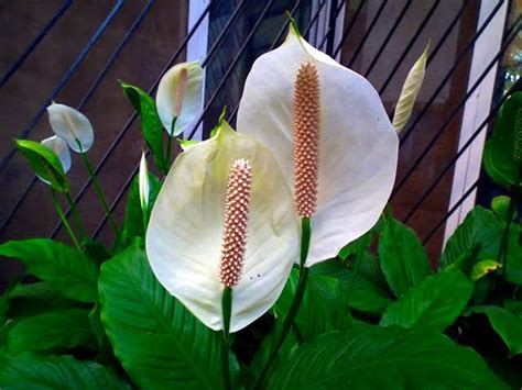Inflorescence Spadix