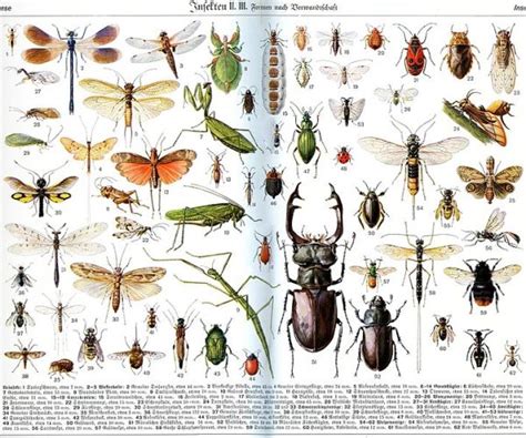 Difference Between Bugs And Insects Definition Characteristics