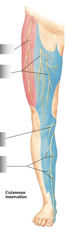 Lateral Femoral Cutaneous Nerve Dzed
