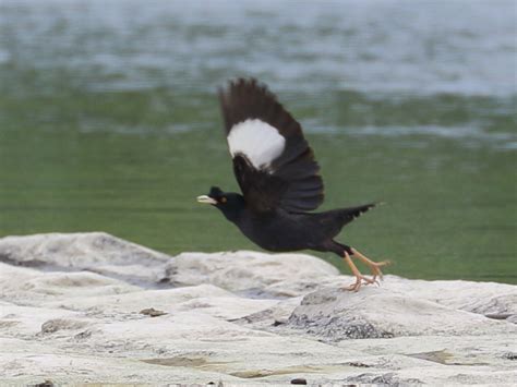 たなっちの鳥らぶ散歩 ハッカチョウ