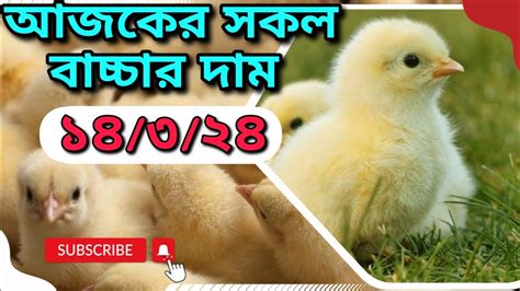 ১৪৩২৪ আজকের মুরগির বাচ্চার দাম।সোনালী হাইব্রিডফাউমিদেশিটাইগার