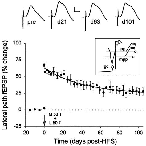 Induction Of Stable Ltp In The Lateral Perforant Path Plotted Are The