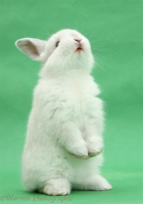 White Rabbit Standing Up On Green Background Photo Wp38999