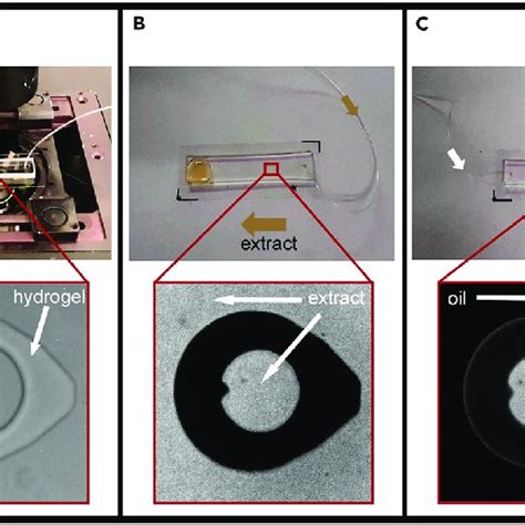 Successive Steps For The Microfluidic Encapsulation Of Cell Free Download Scientific Diagram
