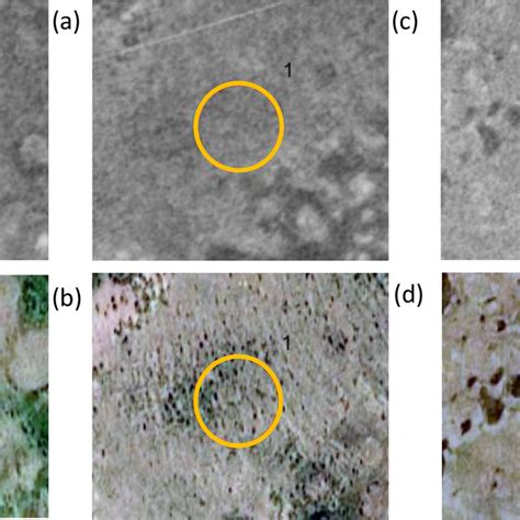 Examples Of Samples Used For The Visual Analysis Of Vegetation