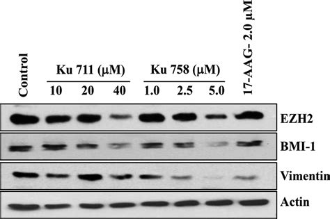 Mda‐mb‐468ln Cells Were Treated With The Hsp90 Inhibitors Ku711 Ku758