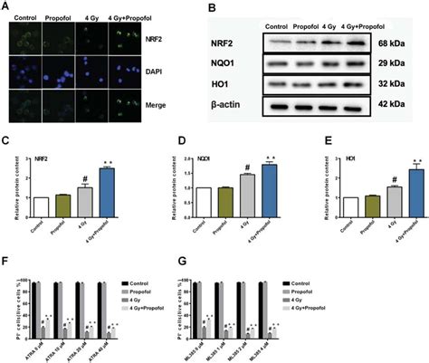Propofol Up Regulates The Nrf2 Pathway In Irradiated Mouse Lineage À Download Scientific