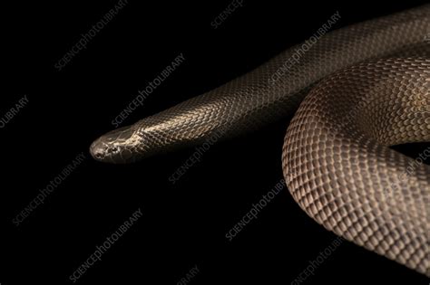 Small Scaled Burrowing Asp Stock Image C059 4458 Science Photo