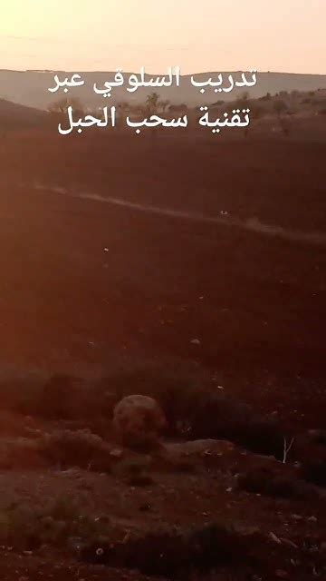 تدريب كلاب السلوقي عبر تقنية سحب الحبل في جبال السواني تلمسان الجزائر