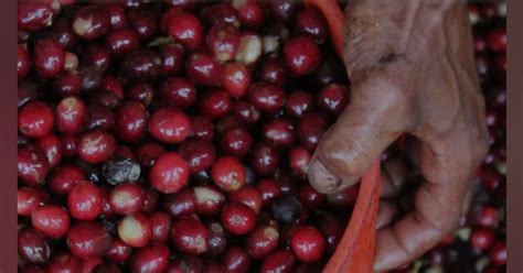 Westrock Coffee Company Announces They Will Be 100 Responsibly Sourced