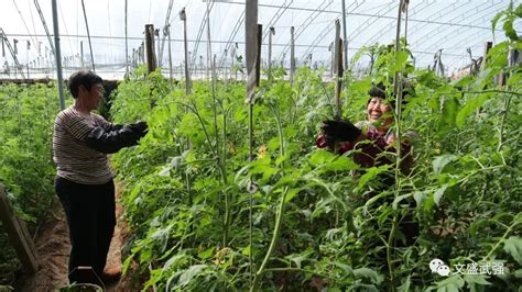 新春走基层 果蔬大棚托起脱贫致富梦澎湃号·媒体澎湃新闻 The Paper