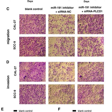 Effects Of Mir 191 Mimics Or Inhibitor Transfection On Proliferation