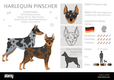 Harlequin Pinscher Clipart Different Poses Coat Colors Set Vector