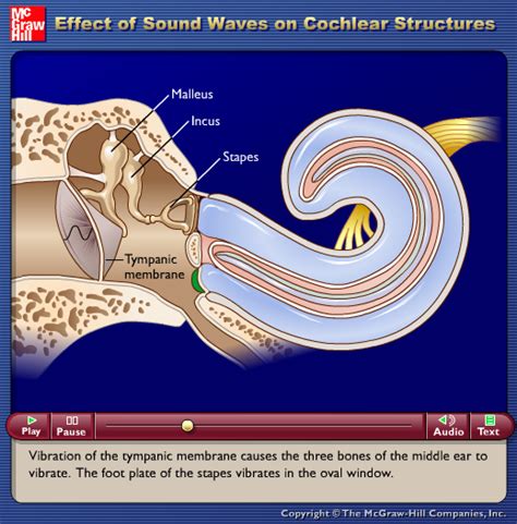 Effect Of Sound Waves On Cochlear Structures Play Online On Flash Museum 🕹️