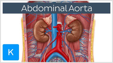 Aorta Anatomy