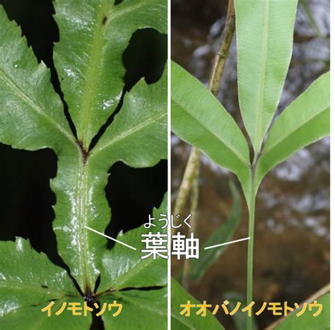オオバノイノモトソウ はなもく散歩