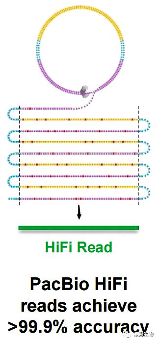 Pacbio Hifi 测序动植物基因组项目真实案例测评 知乎
