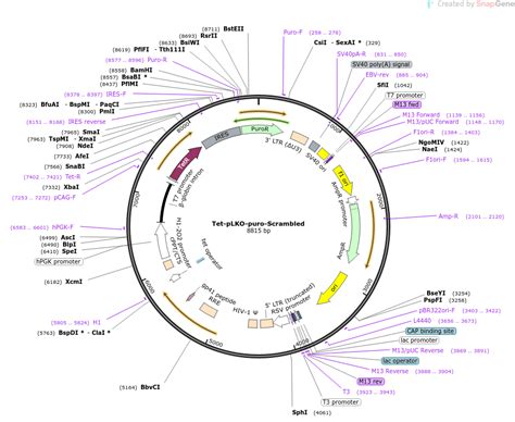 Addgene Tet Plko Puro Scrambled