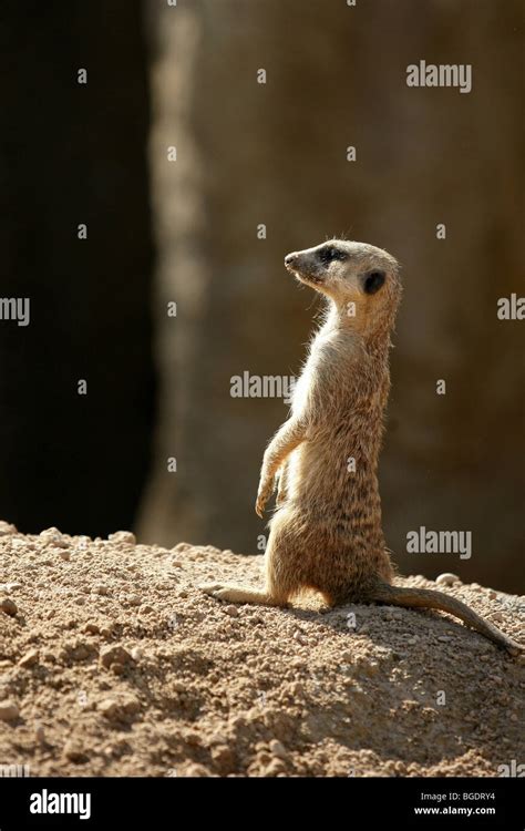 African Suricata Standing Alert Stock Photo Alamy