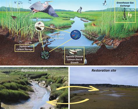 1 Conceptual Diagram Illustrating The Functions Of A Tidal Marsh Download Scientific Diagram