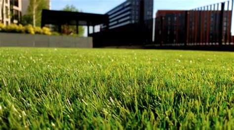 How To Keep Your Lawn Looking Goodonya Magazine