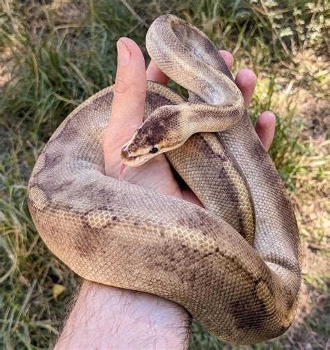 Jonathan Skedd On Instagram Champagne Ball Python Female 896g Eating