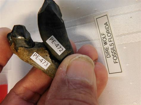 Dire Wolf Fossil K 9 Only Rare Fossil Fossils And Artifacts For Sale