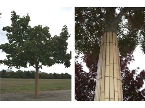 Bamboo Tree Guard Landscape Depot