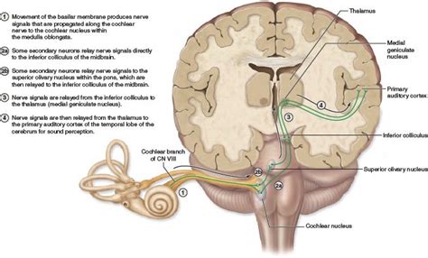Cochlear Nerve Pathway