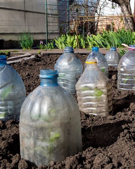 How To Protect Your Plants From A Sudden Frost Patient Gardener