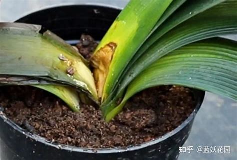蓝妖：君子兰秋冬季的养殖方法和注意事项，掌握这4点，越养越好