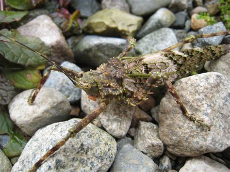 Bugs Insects And Other Creepy Crawlies Photos From Costa Rica