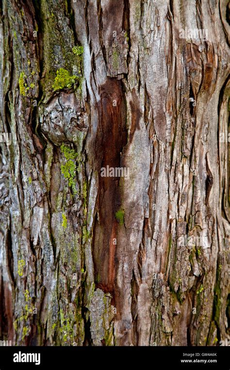 Old Tree Texture Stock Photo Alamy