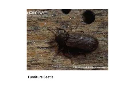 Pest Control Ppt