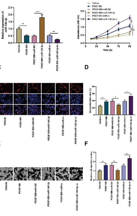 The Effects Of Mir 140 3p On Proliferation And Migration Of Asmcs