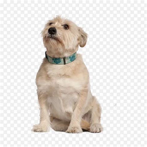 宠物犬素材PNG图片素材下载 图片编号10089120 PNG素材网