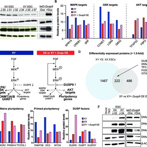 Sex Rather Than Cell Type Drives Global Dna Methylation Patterns In