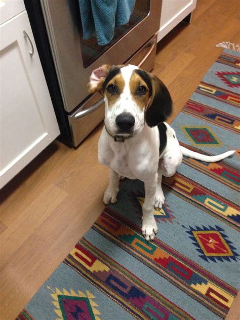 Pin By Alysa Baker On Treeing Walker Coonhounds Treeing Walker Coonhound Walker Coonhound