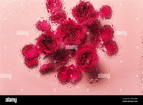 Flowers Under Glass With Water Drops Red Roses On Pink Background And