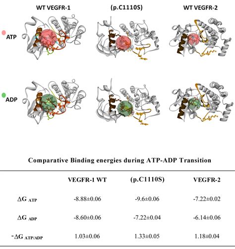 Molecular Docking Simulation With Atp Adp At Binding Sites In The