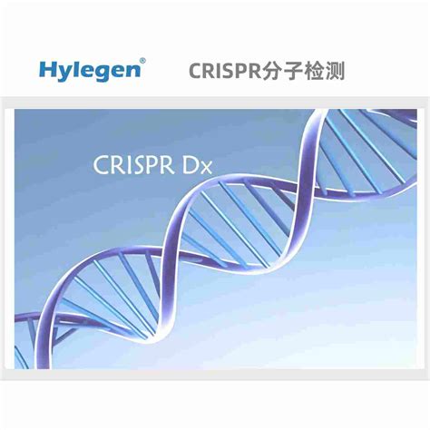 Crispr 核酸检测试纸条