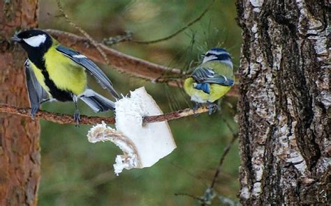 Разругались из за сала Разругались из за сала Фотография на