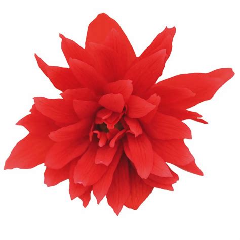 Begonia Hybrida Funky Scarlet Muller Seeds