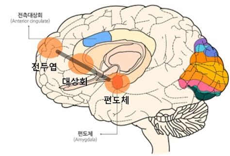 감정조절능력은 뇌의 연결성에 있다 네이버 블로그