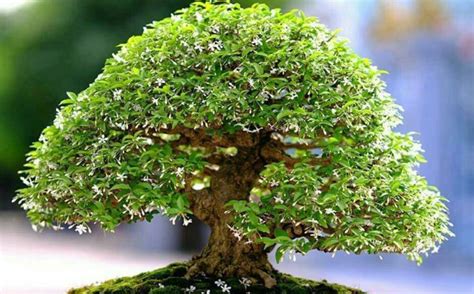 Bonsai Anting Putri Salju Yang Mirip Bunga